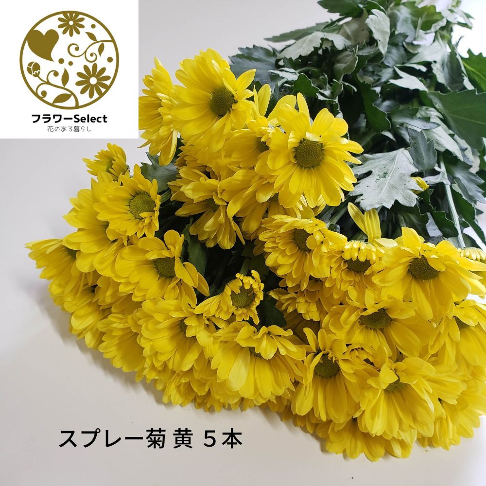 切り花の生花になります。造花ではございません。生花になりますので到着し出来るだけ早めに茎を切り水につけるようにして下さい。季節や生産者により品種や花の大きさ茎の太さがことなりますのでご了承ください。 ※クール便ご使用の場合別途送料が発生いた...