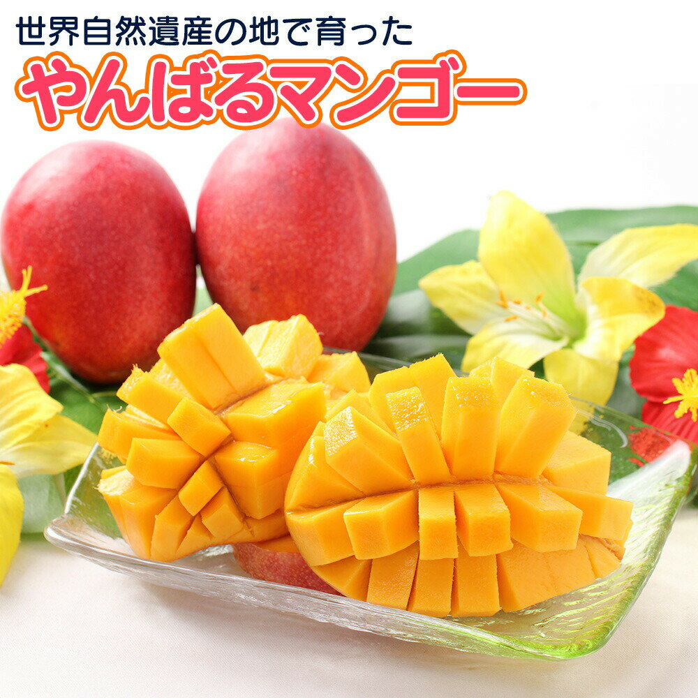 商品 沖縄県産&nbsp;完熟マンゴー 容量 ・2玉&nbsp;約640g 発送時期 こちらの商品は、7月中旬頃より順次発送致します。農作物のため日時指定をお受けすることができかねます。ご理解の程よろしくお願いいたします。 特徴 世界自然遺...