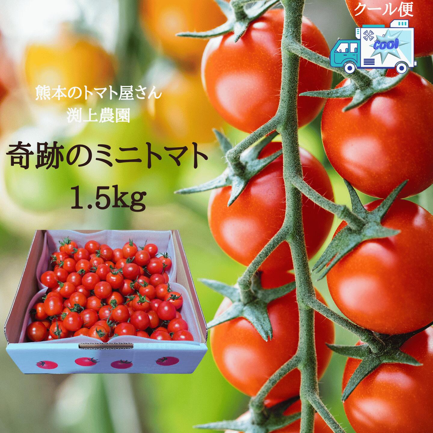 送料無料 クール便 奇跡の ミニトマト 1.5kg ギフト箱 トマト プチトマト 母の日 甘い 小鈴 千果 混みサイズ 熊本 渕上農園 常温便 リコピン ビタミスープ トマトジュース パスタ ダイエット 美容 プレゼント ギフト 美味しい ...