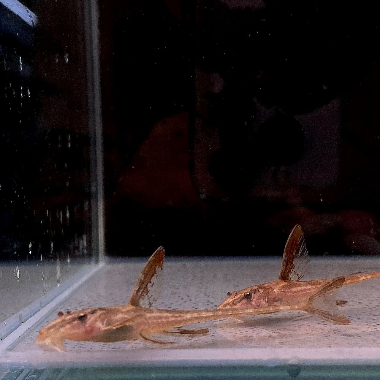 商品情報学名Rineloricaria lanceolata var.内容リネロリカリアランケオラータ レッド販売サイズ2.5～4cm前後(目測)最大体長12cm混泳可能配送についてヤマト運輸での発送となります。・日曜日休みのため、発送を行...