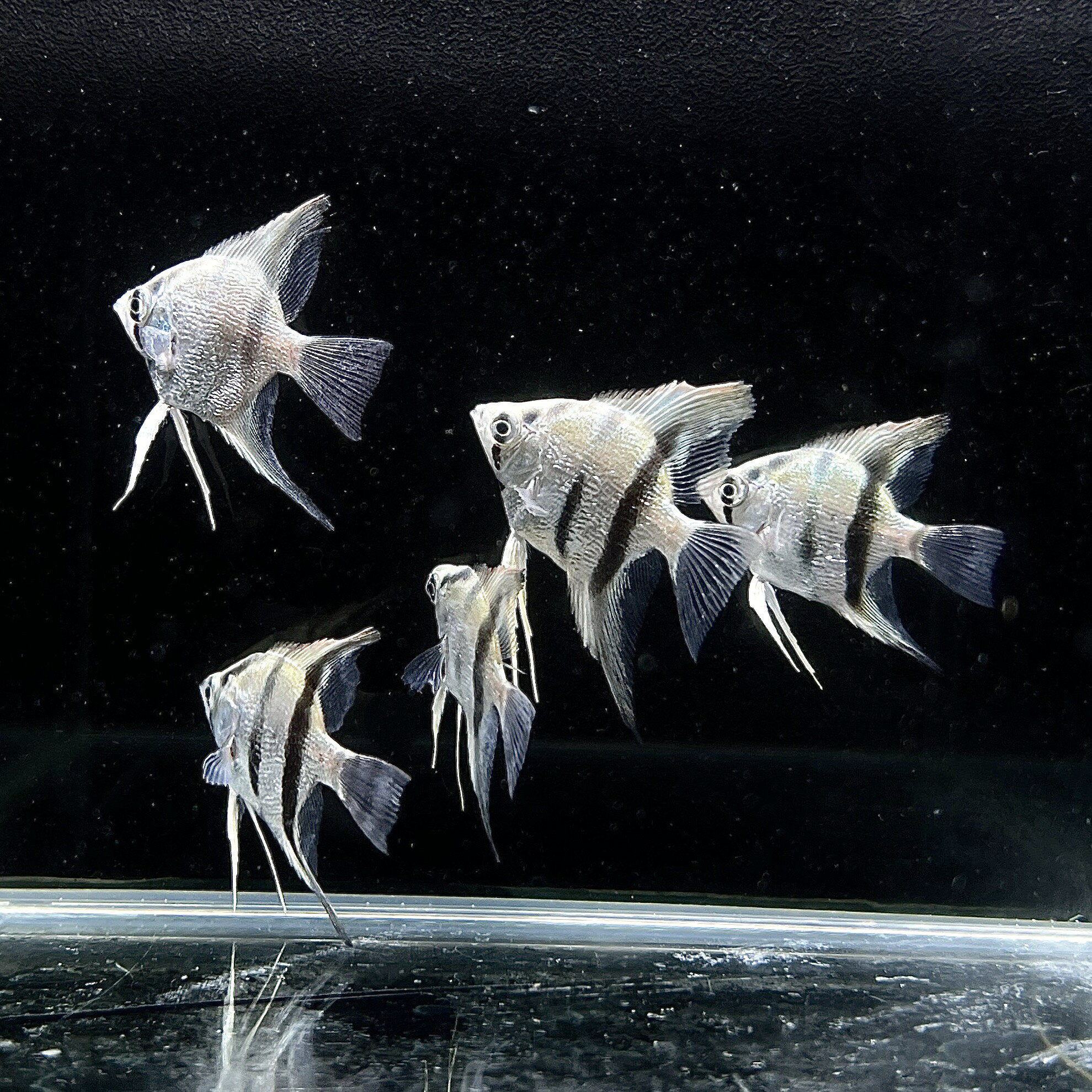 商品情報学名Pterorhyllum scalare var.内容コバルトブルーダイヤモンドエンゼル販売サイズ3〜5cm前後（目測）最大サイズ15cm混泳エビとヒレをかじる種との混泳は避けましょう。当店で与えてる餌冷凍赤虫、当店オリジナル人...