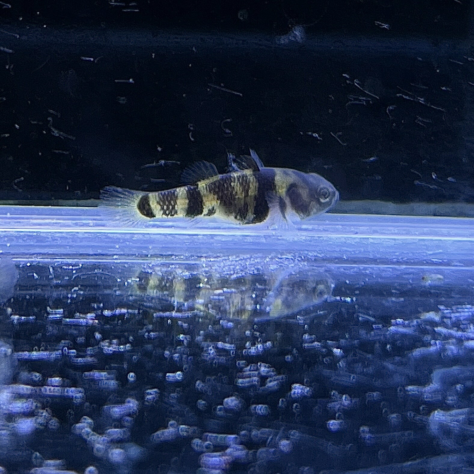 商品情報学名Brachygobius xanthozonus内容フレッシュウォーター・バンブルビーフィッシュ販売サイズ1.5cm前後（目測）最大体長約2cm混泳ヒレを齧ることがあります、遊泳力がある種がいいです。配送についてヤマト運輸での発...