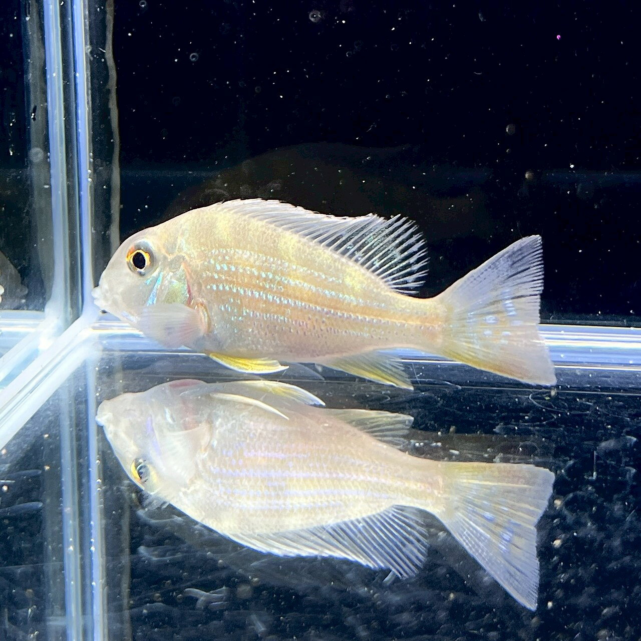 商品情報学名Geophagus surinamensis内容ゲオファーガス・スリナメンシス「レッドストライプ」販売サイズ6~8cm前後（目測）最大体長約20〜25cm混泳大人しい魚は食害に遭う可能性がある。同種またはセベラム、中型カラシン（...