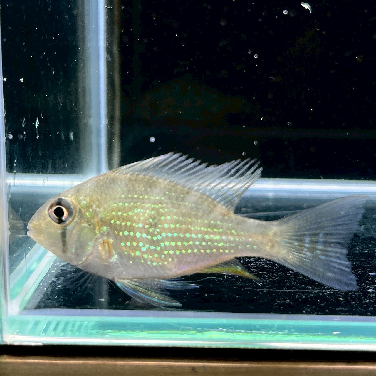 商品情報学名Acarichthys hecklii内容アカリクティスヘッケリー（スレッドフィン）販売サイズ4〜6cm（目測）最大体長約25cm混泳同種間では多少の争いがあるが、同サイズ以上の他の温和な中型魚とは混泳可能。小型魚は食べられるリ...