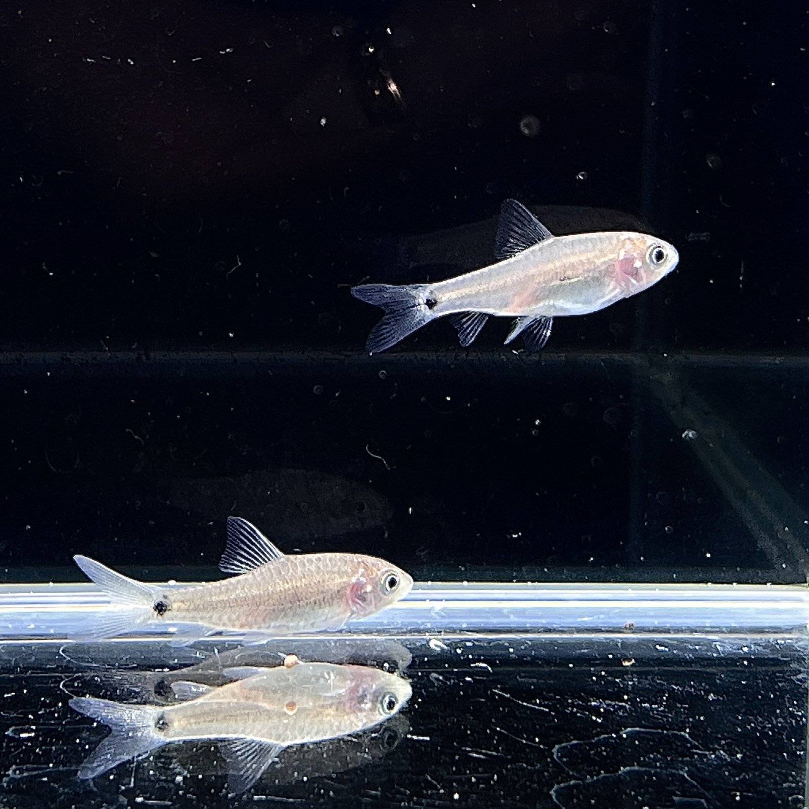 商品情報学名Neolissochilus stracheyi内容ブルーマハシール販売サイズ5～7m前後（目測）最大体長50cm混泳可能配送についてヤマト運輸での発送となります。・日曜日休みのため、発送を行っておりません、希望着日は月曜日にで...