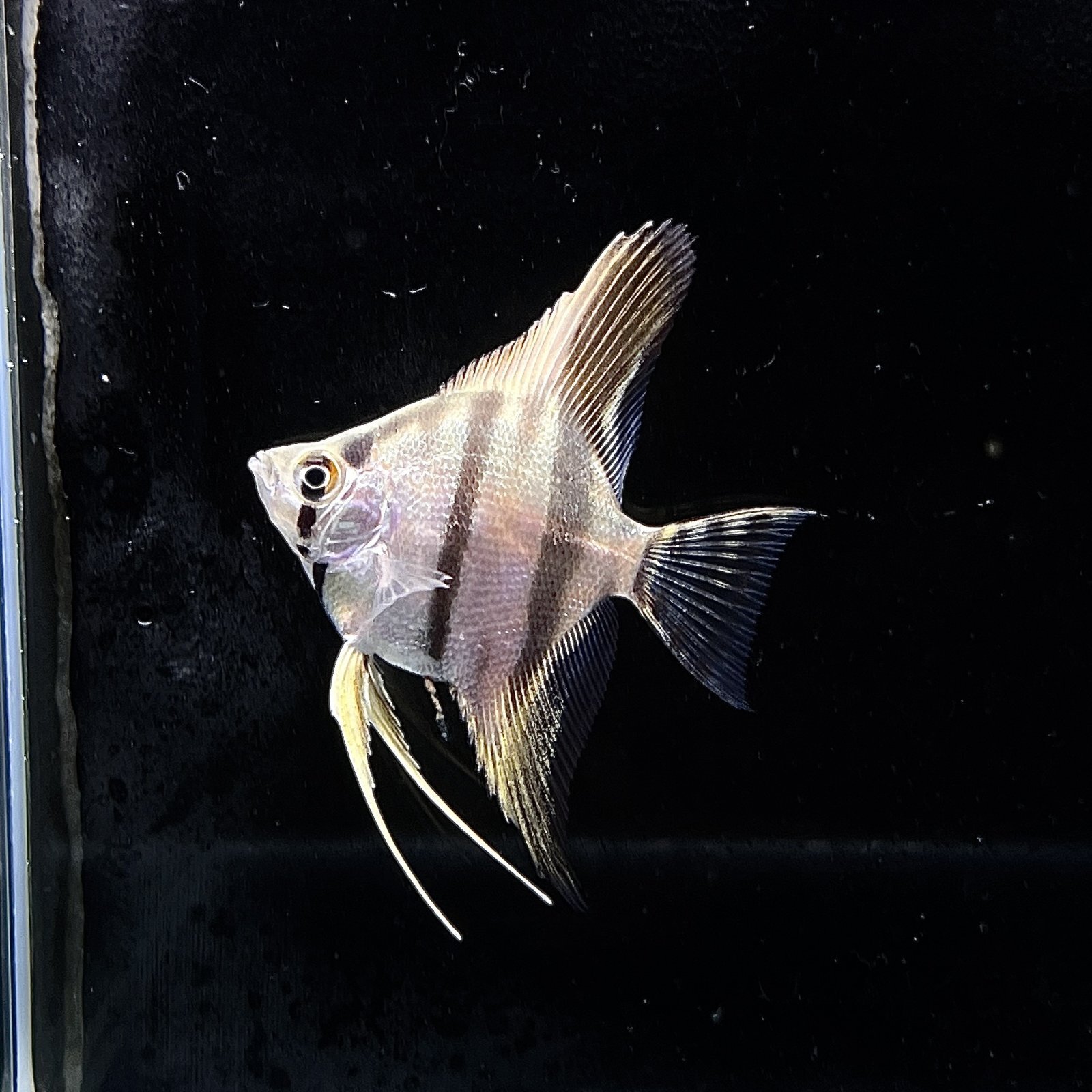 商品情報学名Pterorhyllum scalare var.内容マナカプル・エンゼル販売サイズ3cm~5cm最大体長15cm混泳エビとヒレをかじる種との混泳は避けましょう。当店で与えてる餌冷凍赤虫、フード配送についてヤマト運輸での発送とな...