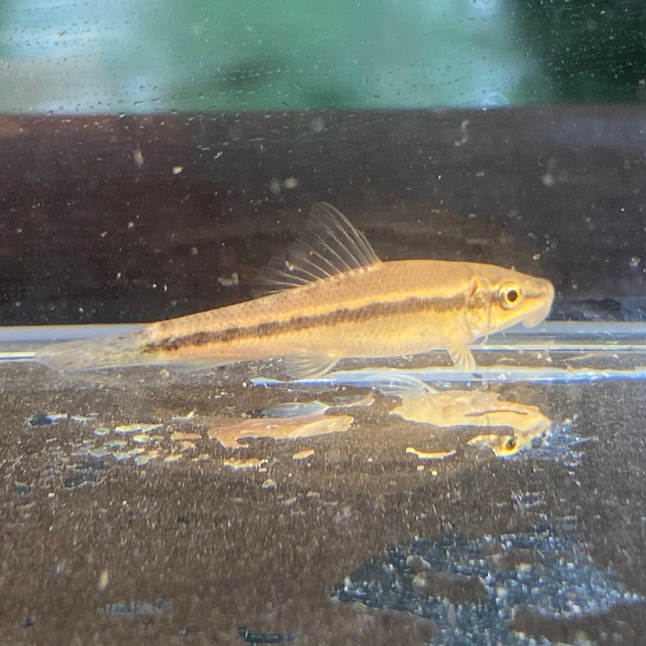 商品情報学名Gyrinocheilus aymonieri var.内容アルジイーター最大体長13cm程販売サイズ約4～7cm（目測）混泳幼魚の場合は混泳は可能。成魚になると非常気が荒くなるので注意が必要。配送についてヤマト運輸での発送とな...