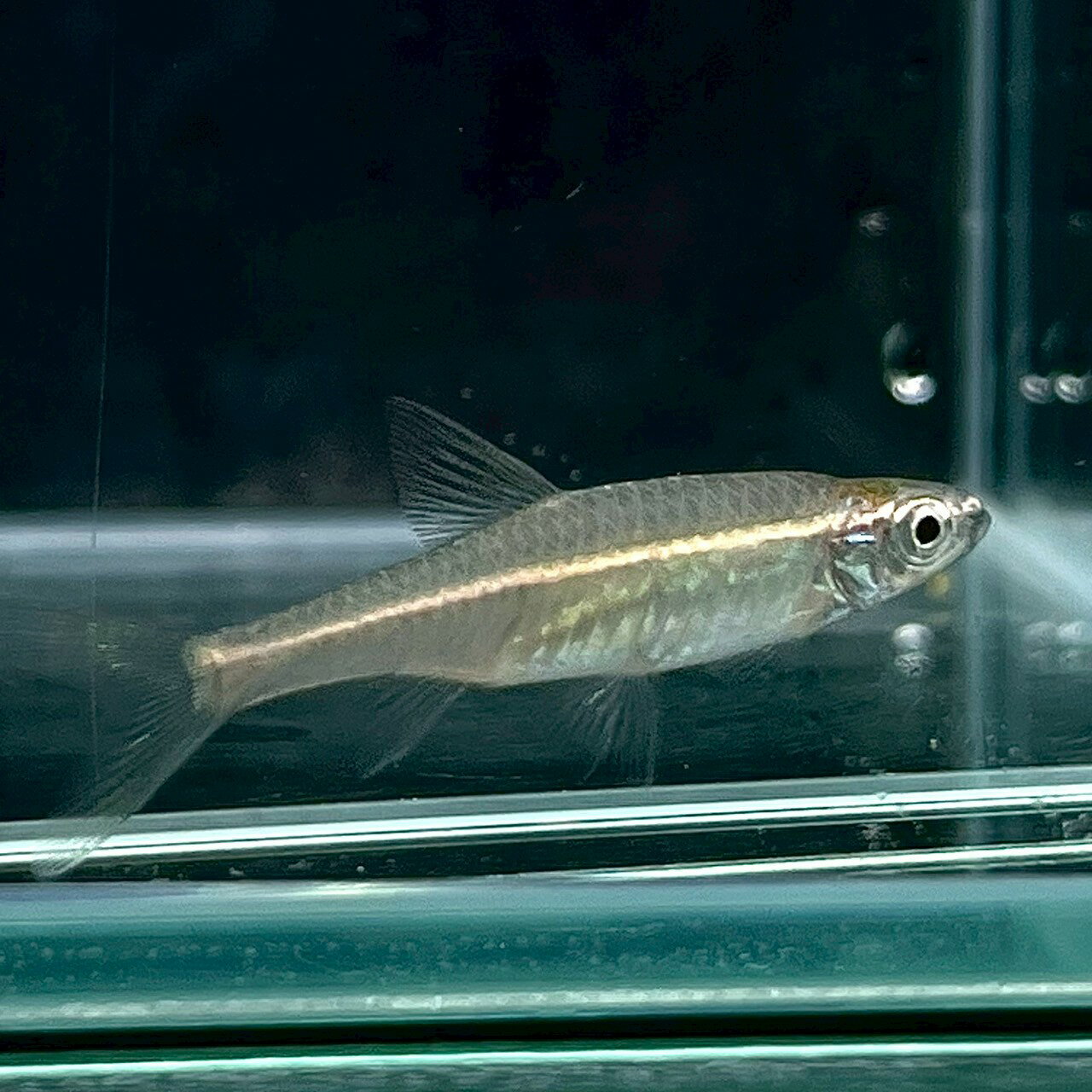 商品情報学名Rasbora pauciperforata内容レッドラインラスボラ販売サイズ3cm前後（目測）最大体長4cm混泳可能配送についてヤマト運輸での発送となります。・日曜日休みのため、発送を行っておりません、希望着日は月曜日にできま...