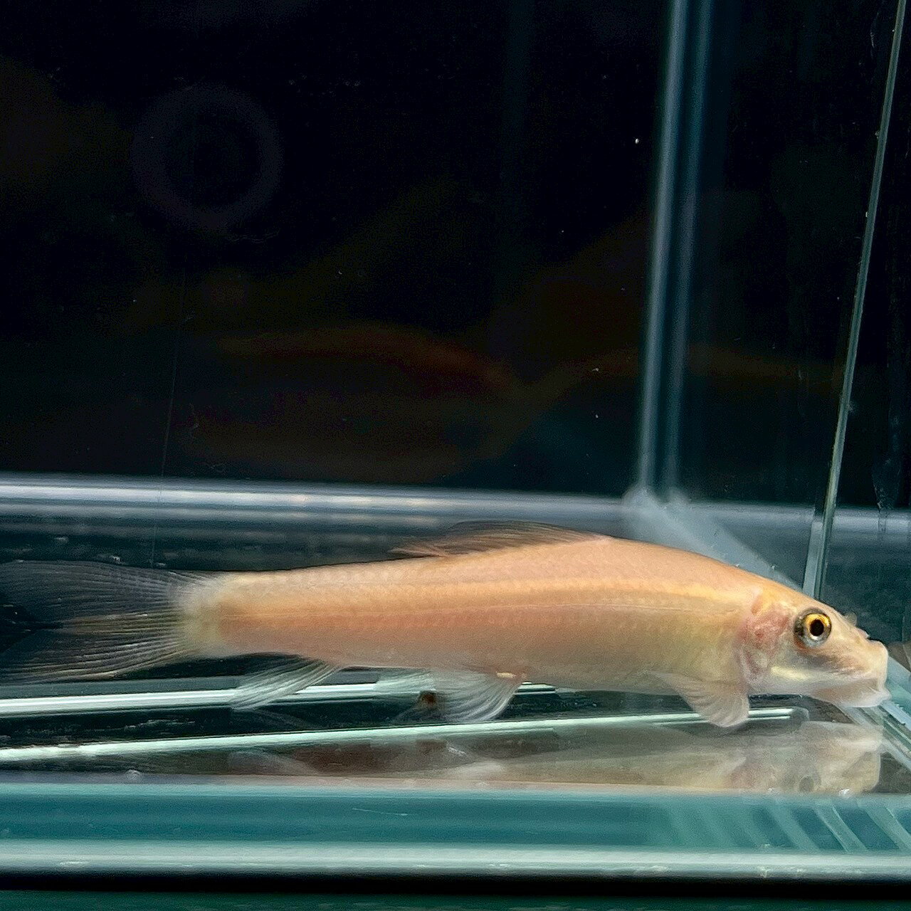 商品情報学名Gyrinocheilus aymonieri var.内容アルビノゴールデンアルジイーター販売サイズ約4～7cm（目測）最大体長10cmほど混泳幼魚の場合は混泳は可能。成魚になると非常気が荒くなるので注意が必要。配送についてヤ...