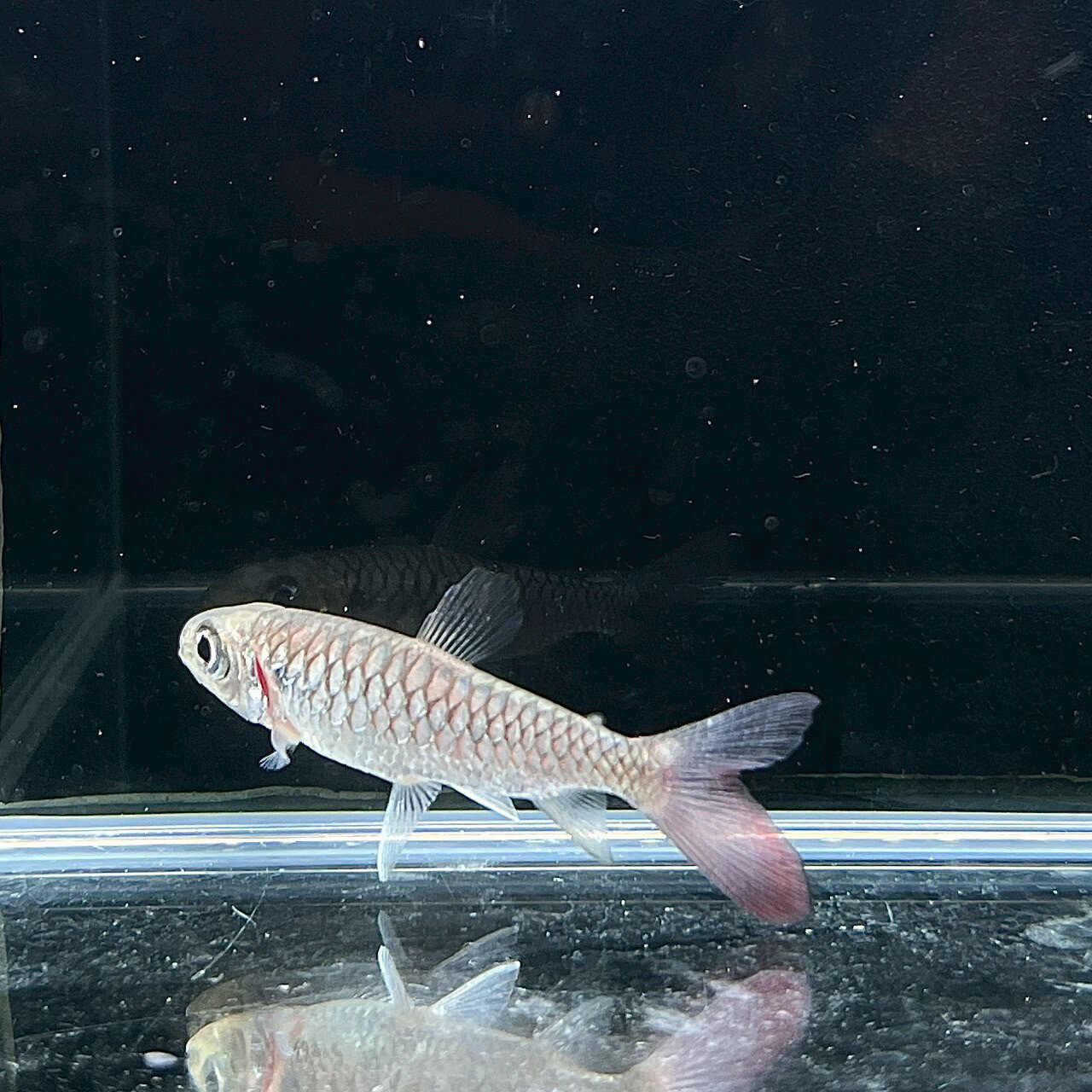 商品情報学名Chalceus erythrurus内容イエローピンクテールカラシン販売サイズ4～6cm前後（目測）最大体長30cm混泳同種間では争います。匹数を多くするか、他種のサイズが同程度との混泳が可能。配送についてヤマト運輸での発送と...