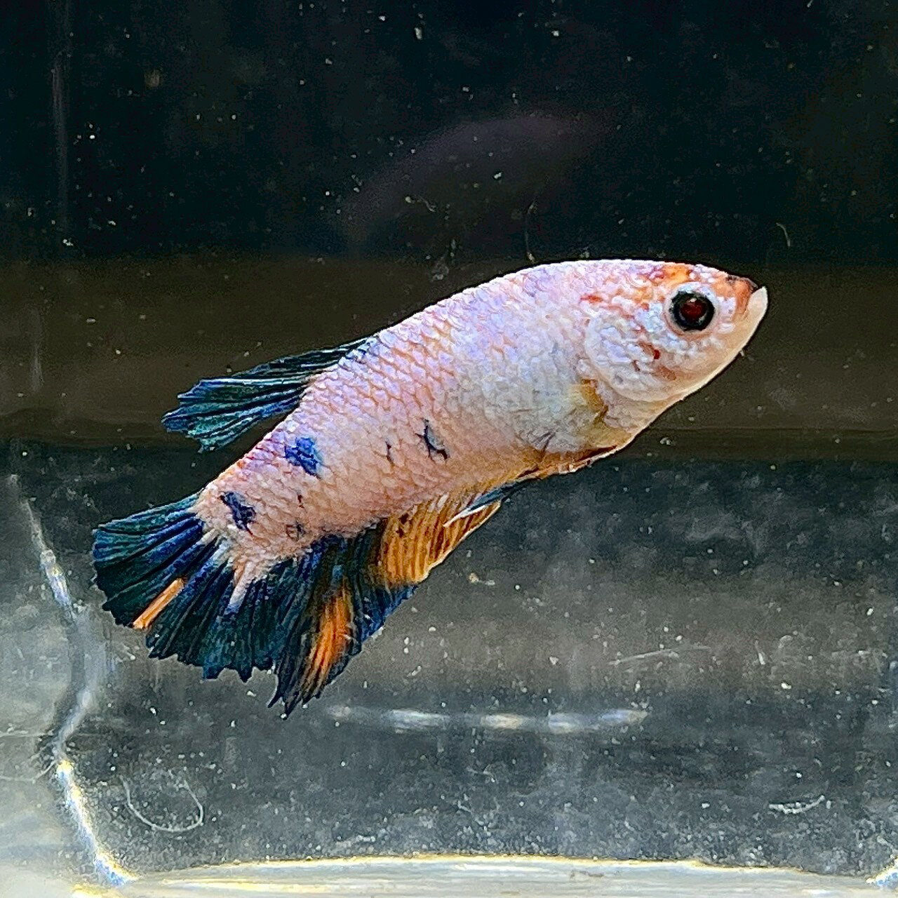 商品情報学名Betta splendens内容プラカットファンシーキャンディトリコロール　ベタ販売サイズ4~6cm前後（目測）最大体長7cm前後配送についてヤマト運輸での発送となります。・日曜日休みのため、発送を行っておりません、希望着日は...