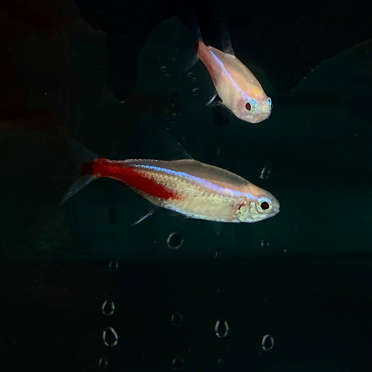 商品情報学名Paracheirodon innesi var.内容アルビノネオンテトラ販売サイズ1~2cm前後（目測）最大体長3cm混泳可能配送についてヤマト運輸での発送となります。・特にご希望がない場合はお届け時間帯を一番早い時間帯とさせ...