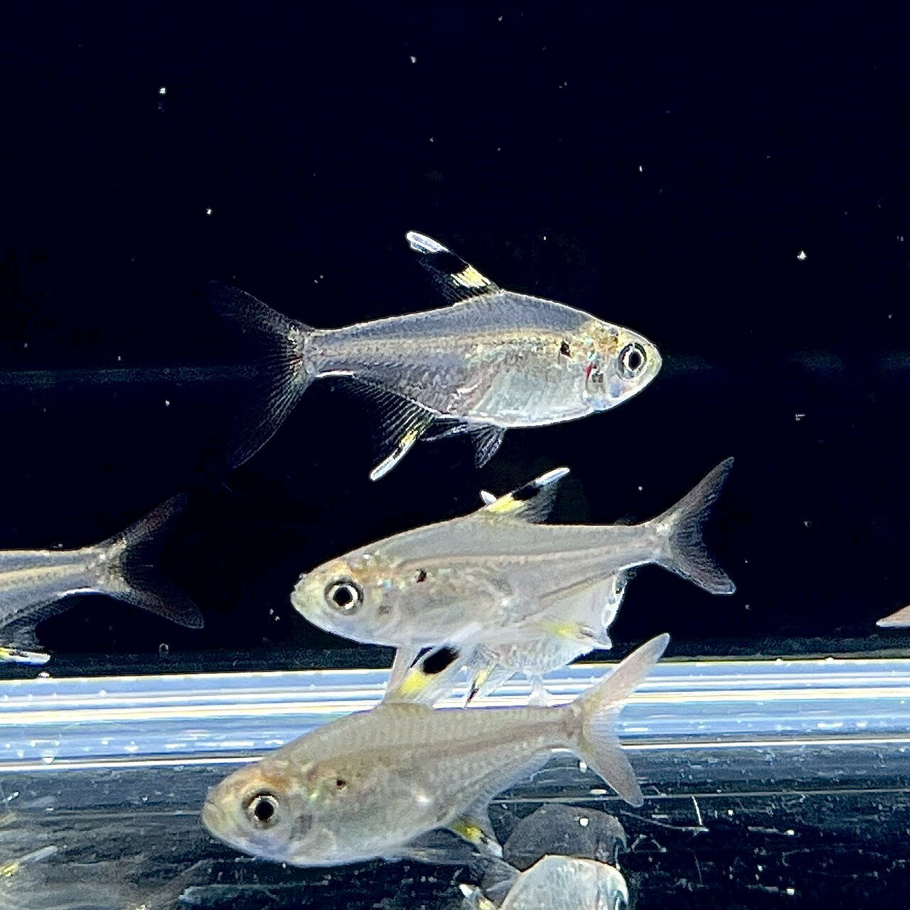 商品情報学名Pristella maxillaris内容プリステラ販売サイズ1.5~3cm前後最大体長4.5cm混泳可能配送についてヤマト運輸での発送となります。・特にご希望がない場合はお届け時間帯を一番早い時間帯とさせていただきます。・運...