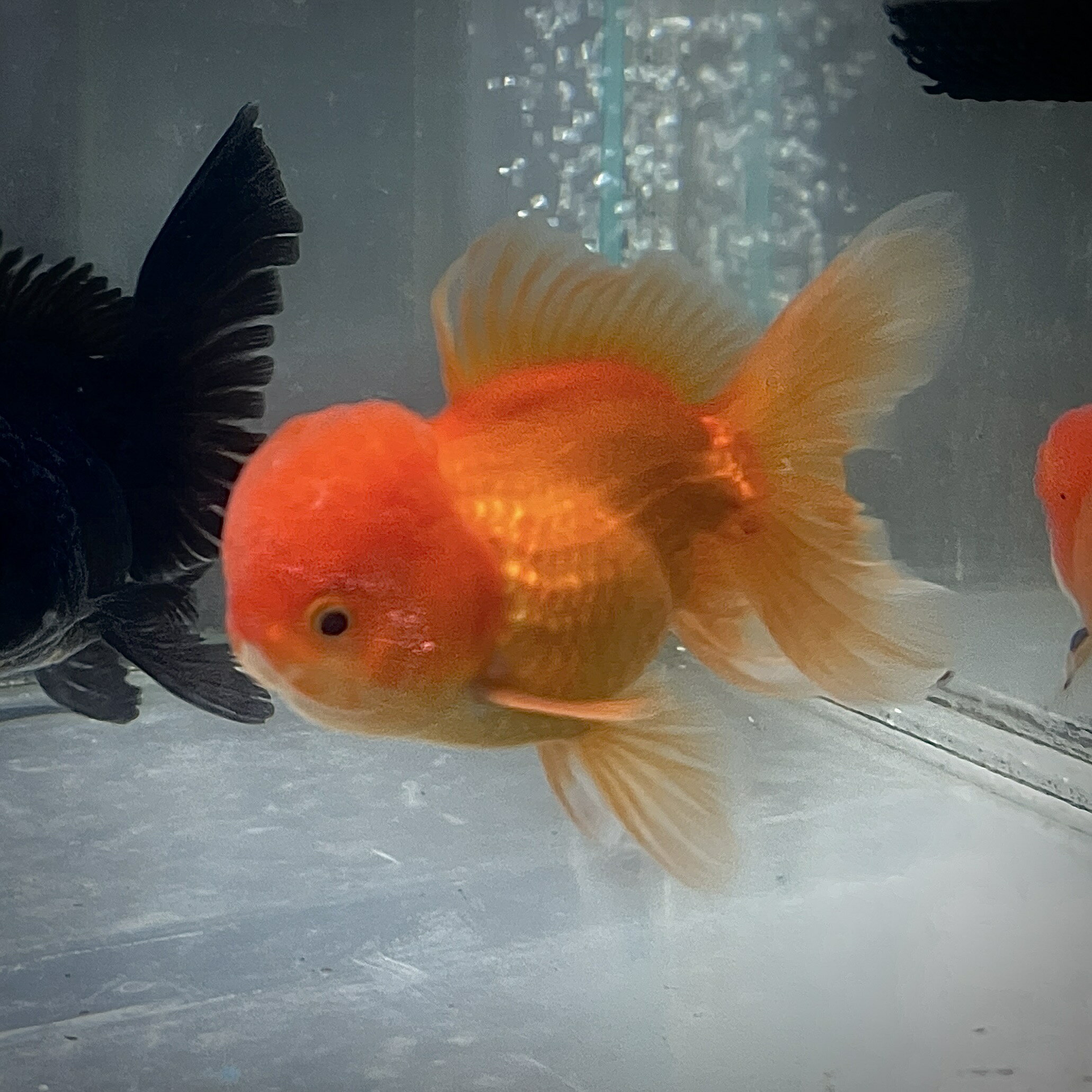 商品情報学名Carassius auratus var内容ジャンボオランダ販売サイズ13cm前後（目測）最大体長40cm超配送についてヤマト運輸での発送となります。・日曜日休みのため、発送を行っておりません、希望着日は月曜日にできませんので...