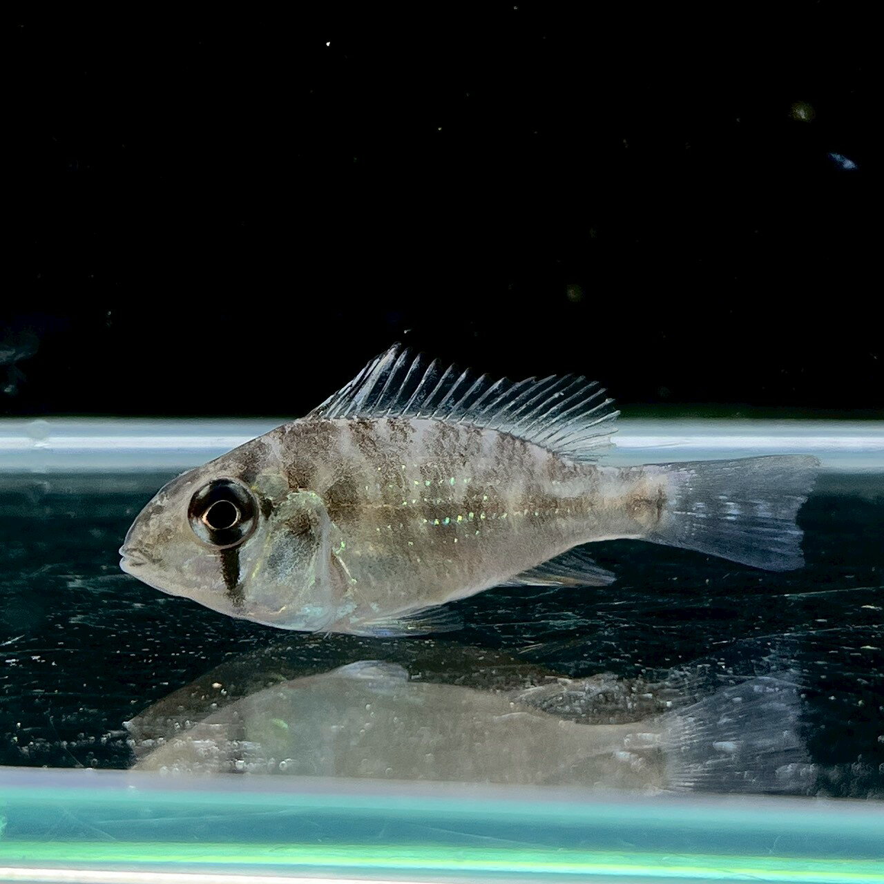 商品情報学名Acarichthys hecklii内容アカリクティスヘッケリー（Luo Han）LuoHanの意味ヘッケリーの中で、特に発色やヒレの伸長が優れた系統を指して使われている商業的な呼称です。販売サイズ3〜5cm（目測）最大体長約...