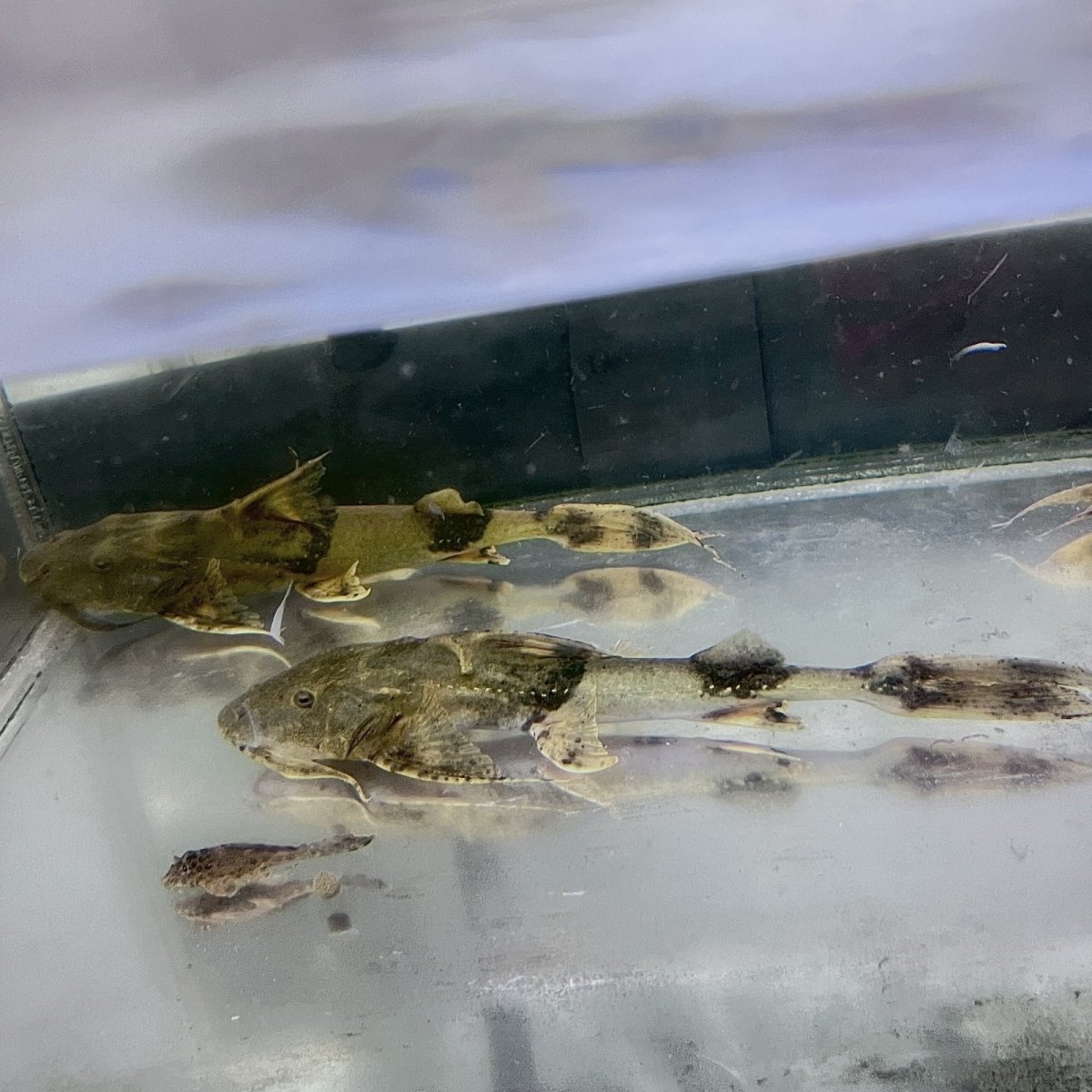 商品情報学名Bagarius yarrelli内容バガリウス・ヤレリーサイズ28cm前後（目測）最大体長約 1m以上混泳混泳を行う場合には本種より大型で遊泳域の重ならない魚が望ましいです。与えてる餌冷凍赤虫、当店オリジナル人工餌配送について...