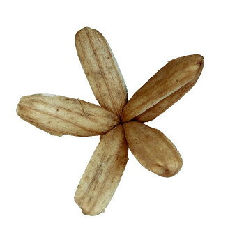 スターダストです。サイズ：約直径2cm、個装サイズ：14×11×2cm重量：個装重量：5g素材・材質：ソラ(マメ科の植物)生産国：タイ
