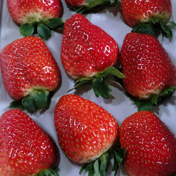 商品詳細名称いちご品種おいCベリー内容量350g×4パック原材料いちご原産国日本原産地域岡山県原産地岡山県等級特秀消費目処または賞味期限発送から4日程度保存方法冷蔵配送温度帯クール便生産者福祥園岡山県笠岡市販売者福祥園岡山県笠岡市 ●岡山ブ...