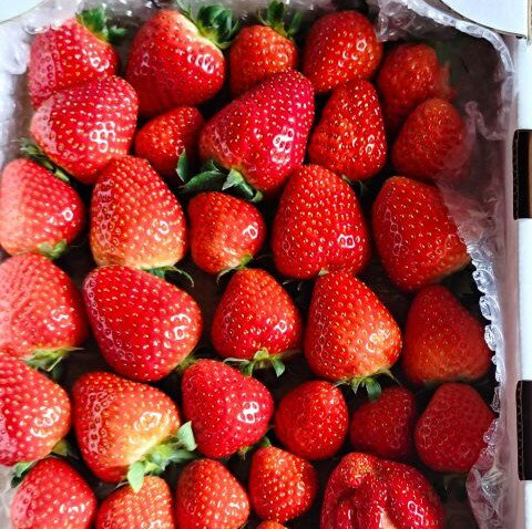 商品詳細名称いちご品種晴苺内容量1.4kg原材料いちご原産国日本原産地域笠岡市原産地岡山県等級無選別消費目処または賞味期限発送から4日程度保存方法冷蔵配送温度帯ヤマトクール便生産者福祥園 ●低温長期熟成栽培●開花より約3か月かけて熟した苺「...