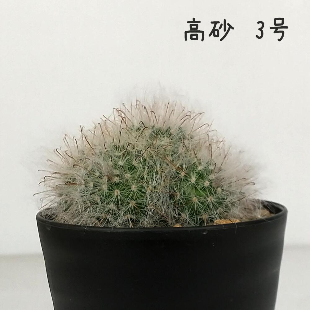 ● 商品説明 ● かための毛に覆われたようなサボテンの一種「マミラリア・高砂」。 ● 商品サイズ ● 鉢サイズ：3号 全長（土上）：約3～5cm ● 育成場所 ● 日当たりと風通しの良い場所で管理してください。 ただし、真夏の直射日光は強す...