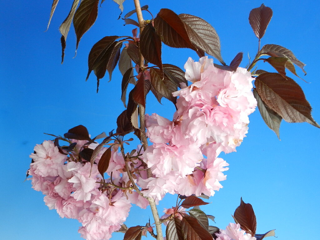 おかげ様で楽天市場出店10年周年を迎える事が出来ました。 2022年12月より39ショップ(3,980円以上のお買い上げで送料無料)に参加させて頂きます。 皆様にお得にお求めいただけます様、努めさせていただきます。 この期に3，980円送料...