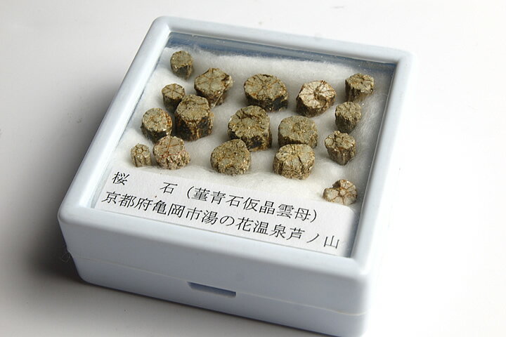 ケースサイズ　5cm四方 菫青石の双晶が雲母化した石です。柱状で産出されますが、どこを折っても桜のような花弁模様が出ます。 ケース入り 京都府亀岡市産　