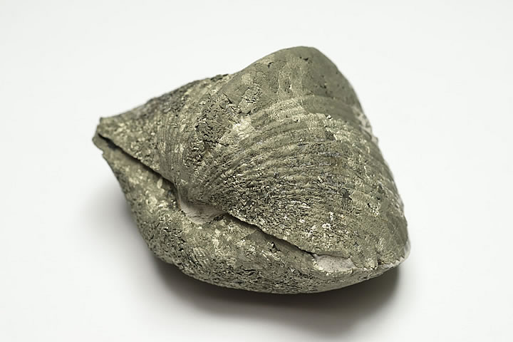 5.1×3.7×3.2cm 72g　 パイライト化したデボン紀のパラスピリファー化石です。 表面がパイライトに覆われたオハイオ産の名物化石です。 パラスピリファーは一見二枚貝に見えますが腕足動物に分類されます。 学名:Paraspirife...