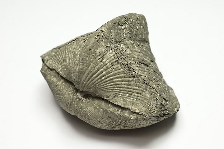 5.9×4.0×4.0cm 123g　 パイライト化したデボン紀のパラスピリファー化石です。 表面がパイライトに覆われたオハイオ産の名物化石です。 パラスピリファーは一見二枚貝に見えますが腕足動物に分類されます。 学名:Paraspirif...