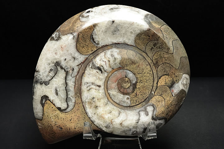 9.4×7.9×1.4cm　重さ:148g　 モロッコ産のアンモナイト化石でございます。 アンモナイトの形に添って立体的な磨きをかけています。 お手頃なサイズと価格です。　 Erfoud, Morocco　 ※デボン紀　3億7000万年前　...