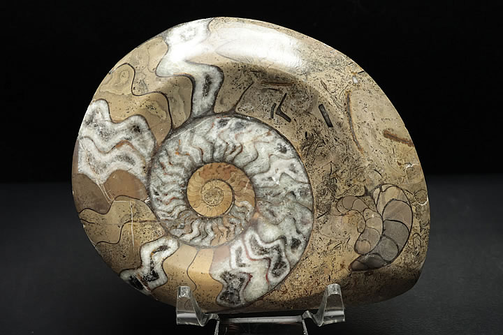 9.1×7.6×1.5cm　重さ:130g　 モロッコ産のアンモナイト化石でございます。 アンモナイトの形に添って立体的な磨きをかけています。 お手頃なサイズと価格です。　 Erfoud, Morocco　 ※デボン紀　3億7000万年前　...