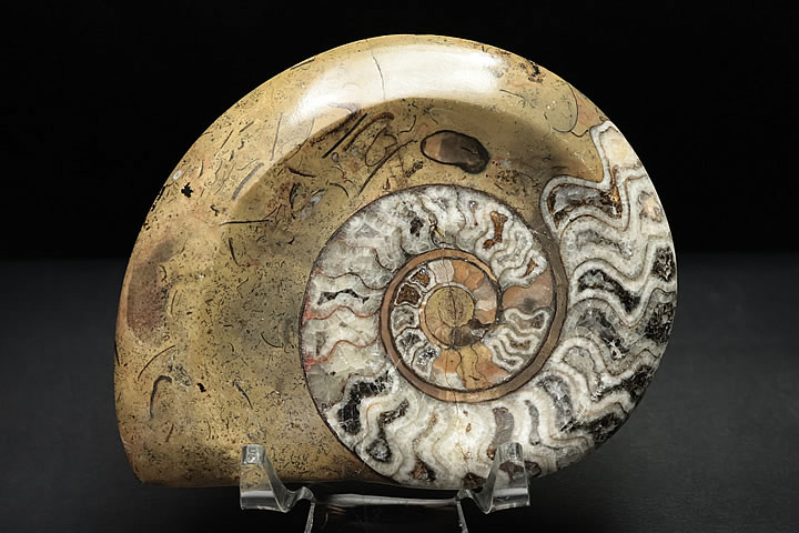 8.4×6.8×1.4cm　重さ:101g　 モロッコ産のアンモナイト化石でございます。 アンモナイトの形に添って立体的な磨きをかけています。 お手頃なサイズと価格です。　 Erfoud, Morocco　 ※デボン紀　3億7000万年前　...