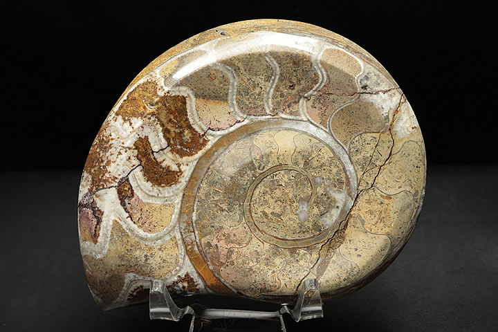 8.7×7.1×1.4cm　重さ:123g　 モロッコ産のアンモナイト化石でございます。 アンモナイトの形に添って立体的な磨きをかけています。 お手頃なサイズと価格です。　 Erfoud, Morocco　 ※デボン紀　3億7000万年前　...