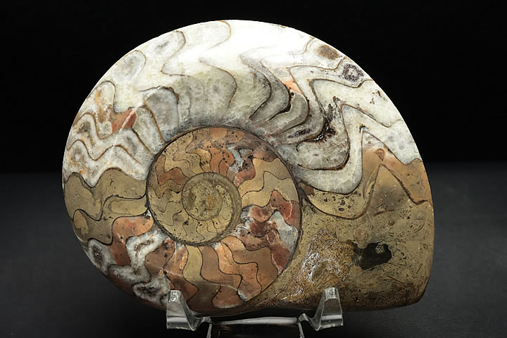 9.0×7.2×2.0cm　重さ:156g　 モロッコ産のアンモナイト化石でございます。 アンモナイトの形に添って立体的な磨きをかけています。 お手頃なサイズと価格です。　 Erfoud, Morocco　 ※デボン紀　3億7000万年前　...