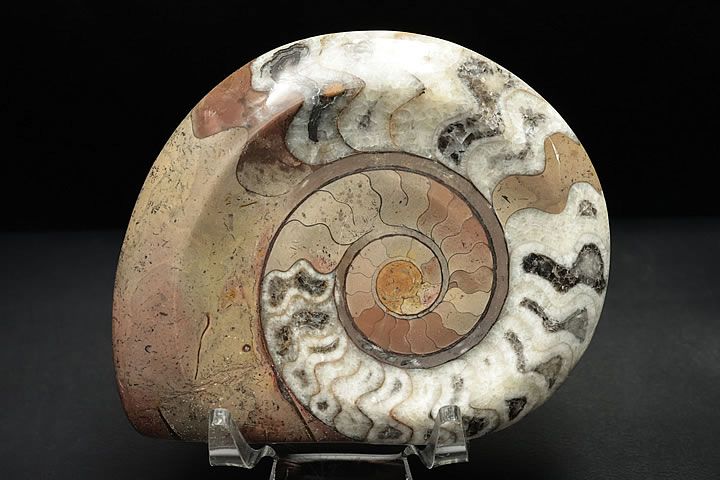 8.3×6.9×1.3cm　重さ:113g　 モロッコ産のアンモナイト化石でございます。 アンモナイトの形に添って立体的な磨きをかけています。 お手頃なサイズと価格です。　 Erfoud, Morocco　 ※デボン紀　3億7000万年前　...