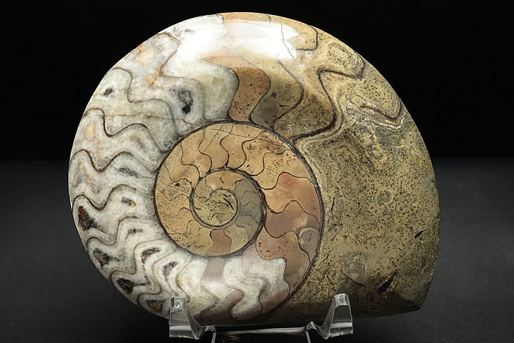 8.7×7.3×1.5cm　重さ:131g　 モロッコ産のアンモナイト化石でございます。 アンモナイトの形に添って立体的な磨きをかけています。 お手頃なサイズと価格です。　 Erfoud, Morocco　 ※デボン紀　3億7000万年前　...