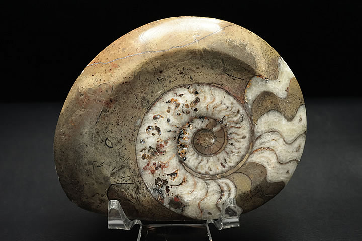 8.2×6.7×1.5cm　重さ:125g　 モロッコ産のアンモナイト化石でございます。 アンモナイトの形に添って立体的な磨きをかけています。 お手頃なサイズと価格です。　 Erfoud, Morocco　 ※デボン紀　3億7000万年前　...