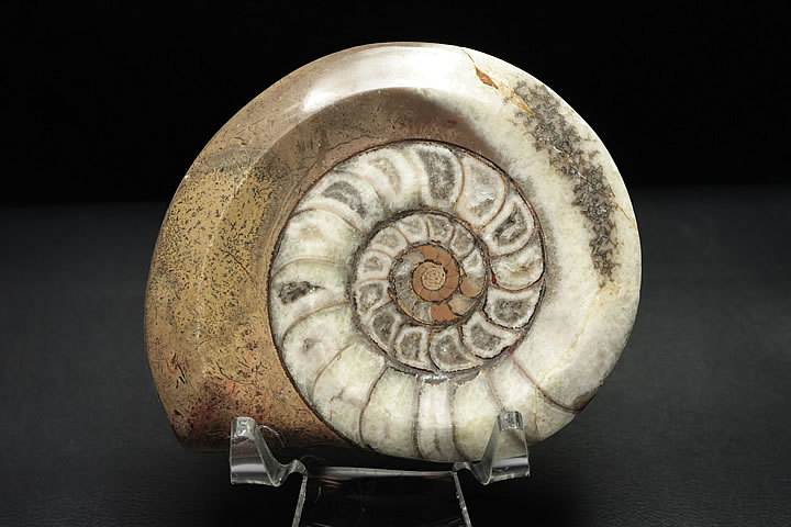 7.2×6.1×1.2cm　重さ:79g　 モロッコ産のアンモナイト化石でございます。 アンモナイトの形に添って立体的な磨きをかけています。 お手頃なサイズと価格です。　 Erfoud, Morocco　 ※デボン紀　3億7000万年前　 ...