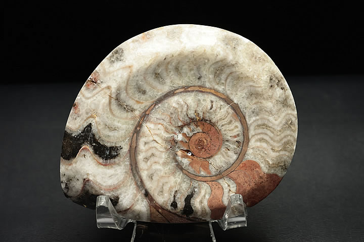 7.0×5.7×1.4cm　重さ:81g　 モロッコ産のアンモナイト化石でございます。 アンモナイトの形に添って立体的な磨きをかけています。 お手頃なサイズと価格です。　 Erfoud, Morocco　 ※デボン紀　3億7000万年前　 ...