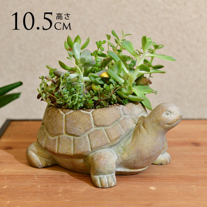 楽天市場】亀 雑貨(植木鉢・プランター|ガーデニング・農業 楽天市場】亀 雑貨(植木鉢・プランター|ガーデニング・農業