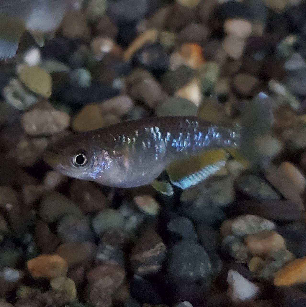 成魚 フロマージュ 1ペア めだか メダカ キッシングワイドフィン 大人気 ヒレフサ 観賞魚 淡水魚 フロマージュ1ペア 雌雄判別は100%ではございません。おまけ1匹付き。画像は参考画像です。 5