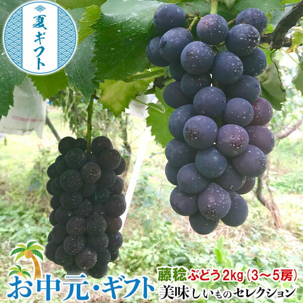 商品情報■商品名：　お中元 　ぶどう　藤稔 (ふじみのり)　京たんご産　 2kg (3〜5房)【贈答用】京都府京丹後市産　高級ギフト　フルーツ　果物　送料無料　遅めの 夏ギフト ■お届けの目安：　【予約】2026年8月下旬頃から出荷予定（指...