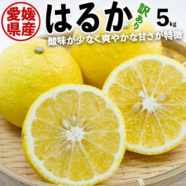 商品情報■商品名：　はるか　訳あり　5kg　M～3Lサイズ　1箱 愛媛県産【サイズお任せ・出荷日お任せ・指定日不可】送料無料 ■お届けの目安：　【予約】2026年2月中旬頃入荷予定　※収穫によって遅れる場合がございます。【出荷日お任せ・指定...