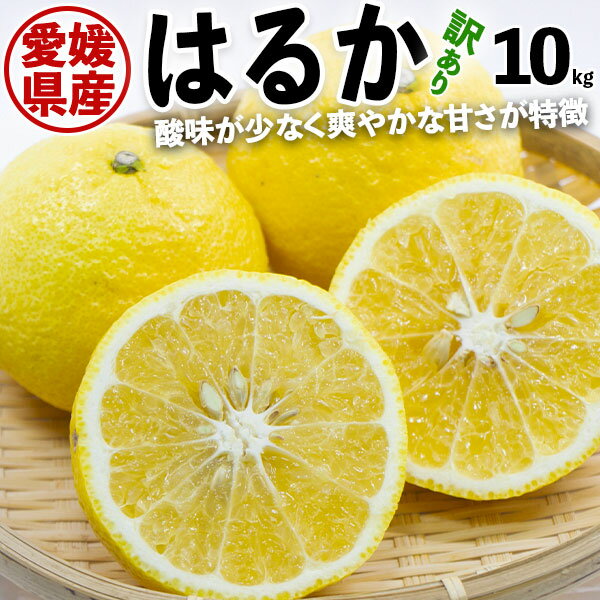 商品情報■商品名：　はるか　訳あり　10kg　M～3Lサイズ　1箱 愛媛県産【サイズお任せ・出荷日お任せ・指定日不可】送料無料 ■お届けの目安：　【予約】2026年2月中旬頃入荷予定　※収穫によって遅れる場合がございます。【出荷日お任せ・指...