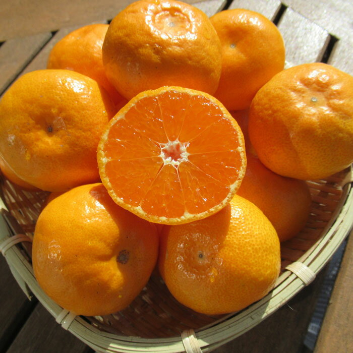 内容／約2kg(SS～Mサイズ)(高知県産)　 ※お届け期間：11月上旬～12月中旬　 ※天候状況等によりお届け期間が変更になる場合があります。お届け日のご指定はお受けできません。　 箱サイズ／225×310×100mm 黒潮が運ぶ温暖な気...