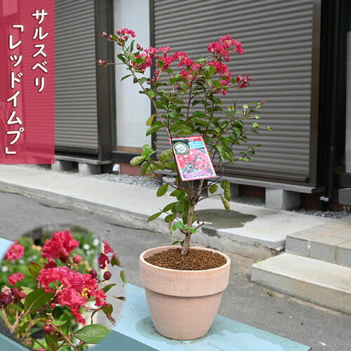 サルスベリ「ペチートサンシャイン」は、矮性で小さな樹形でまとまるように改良された品種です。 アメリカで改良され、木高は1～2メートル程度まで成長します。 開花期が長く、初夏から秋まで咲き続けます。 「レッドイムプ」は、鮮やかな赤色の花が美し...