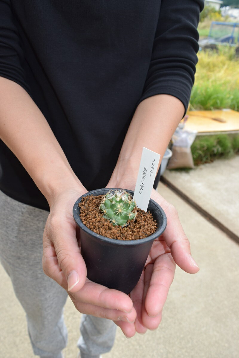 人気のミニサボテン！ 原産地メキシコのヘステリー 花が咲いたときはピンク色でとてもかわいいです。 サボテンの高さ約2センチ