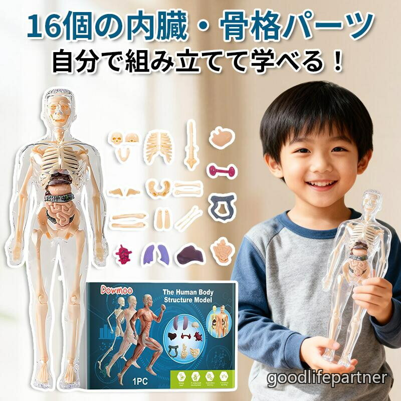 お子様の「心臓ってどこにあるの 」「食べたものはどうなるの 」といった素朴な疑問に、お答えできますか教科書のイラストだけではわかりづらい人体のしくみを、触って、組み立てて、目で確かめられる学習キットが登場しました。【教材級の精密さ】 約1/...