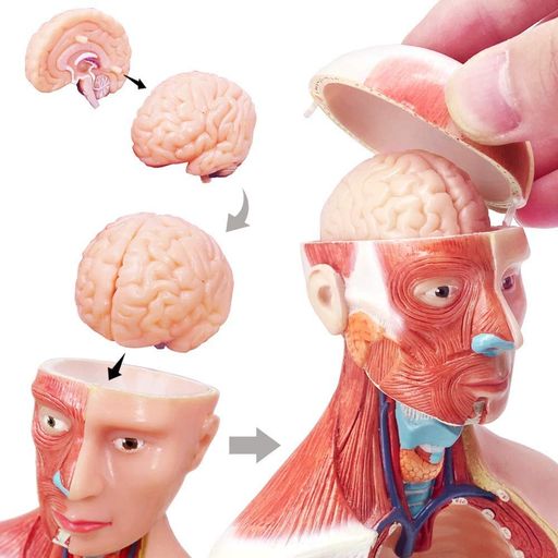 これらの偉大なモデルで解剖学を学べる-写真、本、ポスターが足りません。当社の3D解剖モデルは、学生を学び、子供に興味を持っていただけるよう設計されています。素敵なキャリーケースをお届けします。 専門家による詳細なイラストとガイドを含む-当社...