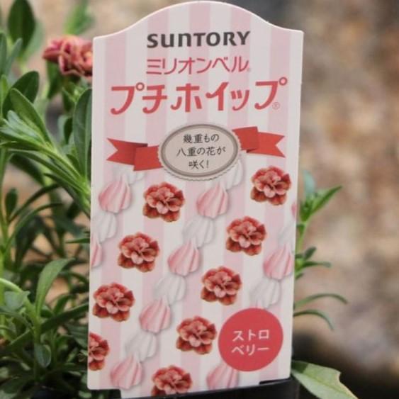 サントリー 八重咲き ミリオンベル プチホイップ ストロベリー 3号ポット苗 カリブラコア 寄せ植え 花壇 簡単！丈夫で初心者向きなサントリーさんのミリオンベルです♪ 幾重もの八重のお花が咲く、雨にも負けず、夏の暑さにも強いミリオンベルです...