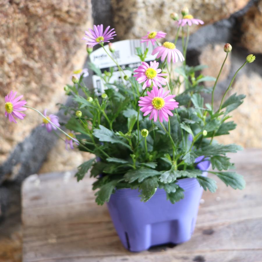 ハルディン 栄養系ブラキカム カラーズ 姫小菊B 3色ミックス 3.5号ポット苗 Jardin ブラキカム 寄せ植え 花壇 鉢植え 可愛い お洒落 オシャレ 春の花 夏の花 秋の花 冬の花 花 ハルディンさんのカラーズシリーズは、ファッショ...
